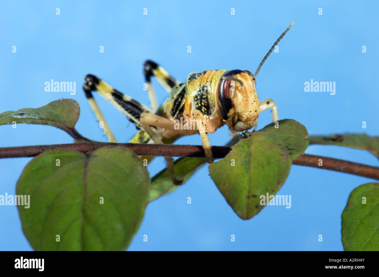 Ugly insect big eyes on High Resolution Stock Photography and Images ...