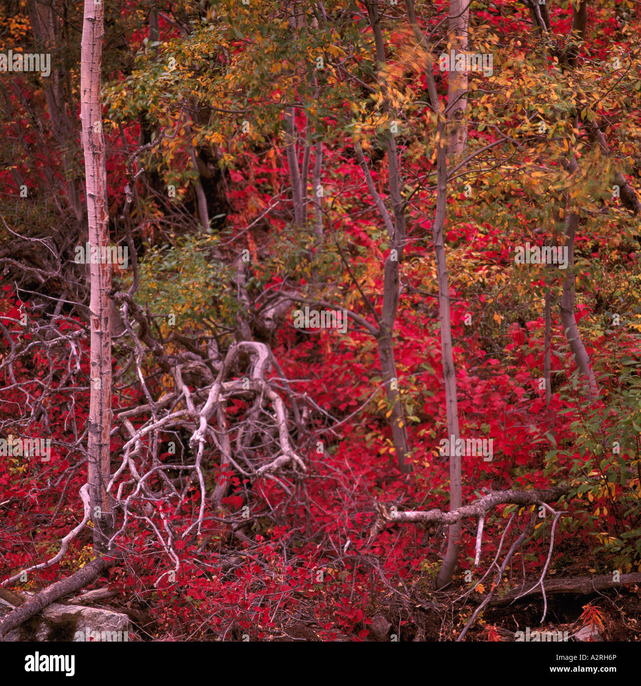 Quivering Aspen Stock Photos & Quivering Aspen Stock Images - Alamy