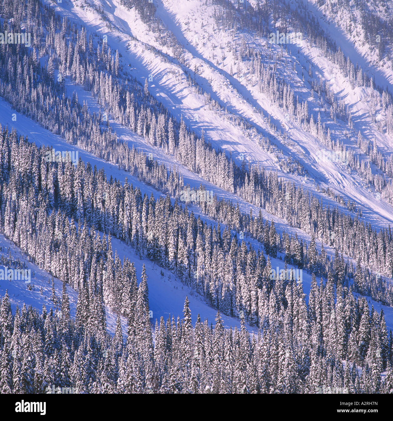 Avalanche Paths through Coniferous Forest in Winter in Kootenay ...
