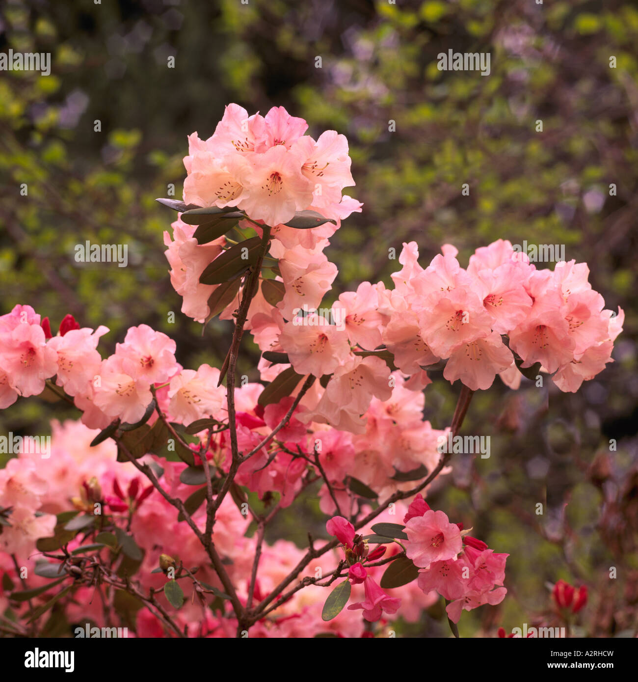 Rhododendron flowers on summer hi-res stock photography and images - Alamy