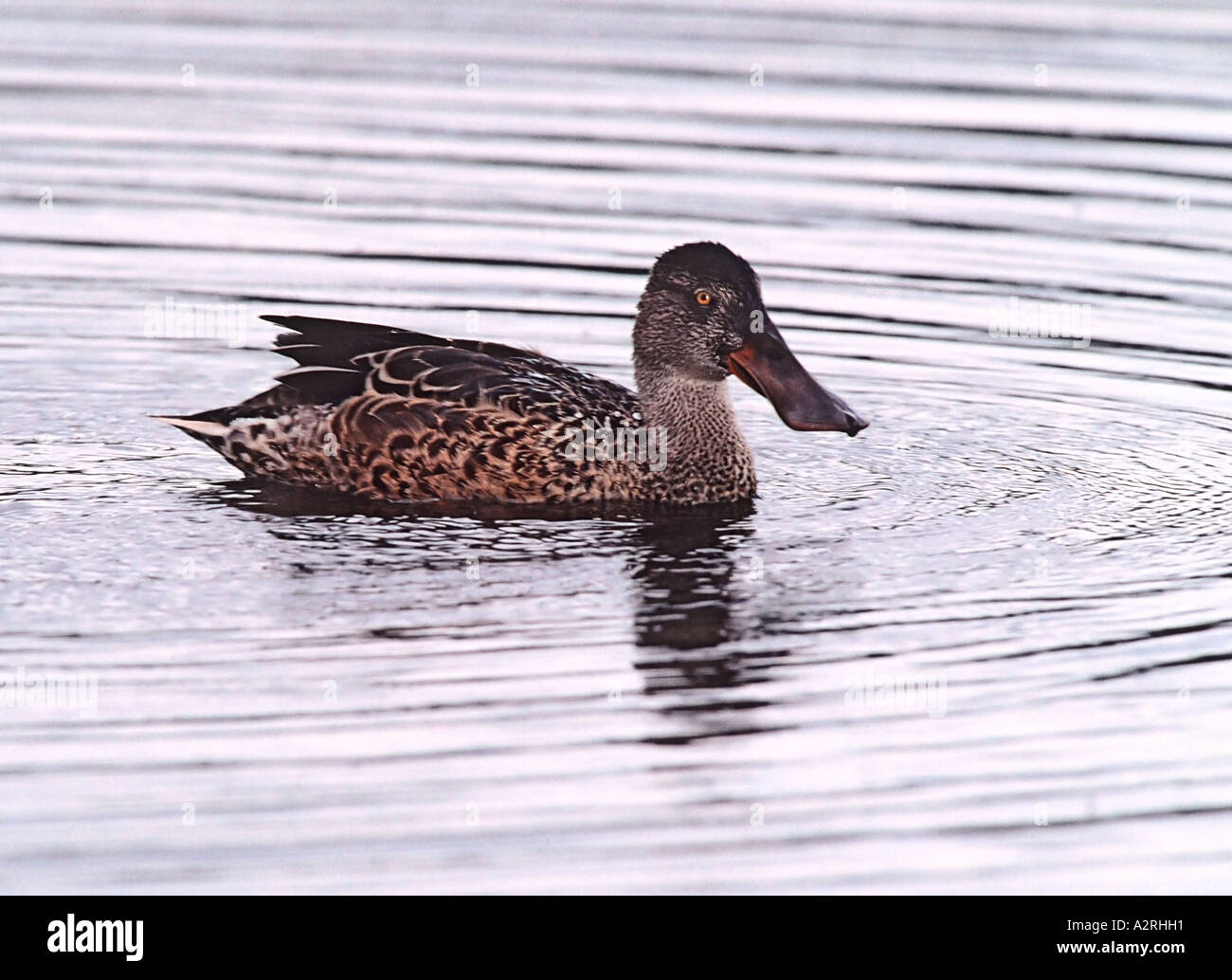 Cole duck hi-res stock photography and images - Alamy