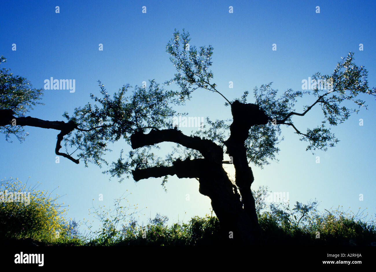 Bay oil tree hi-res stock photography and images - Alamy