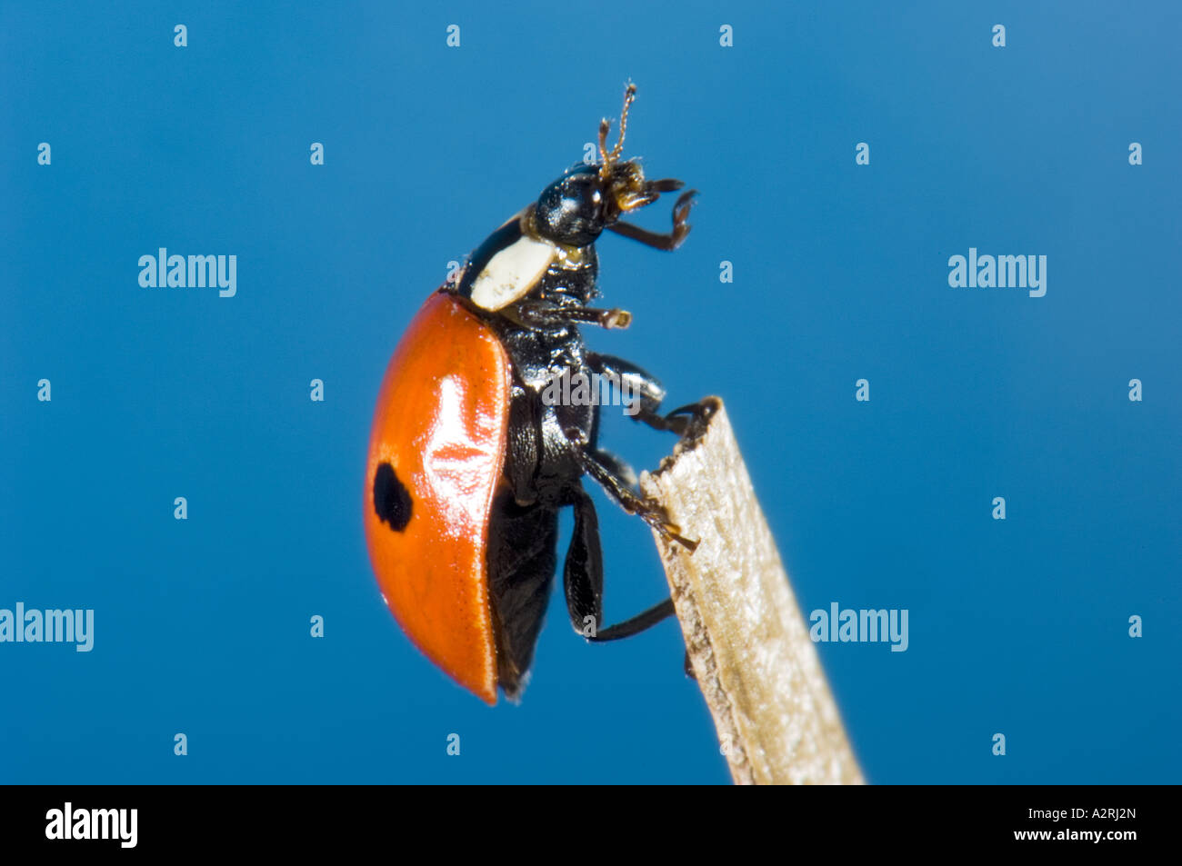 ladybug ladybird ladybeetle Closeup close up blue background climb ...