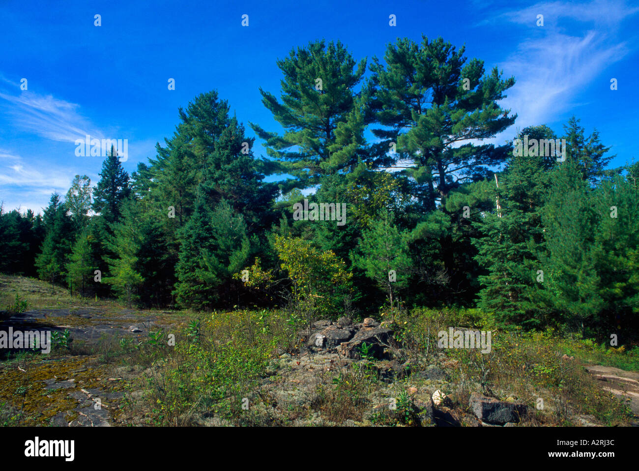 Ontario Canada Petroglyphs Provincial Park Trees Conifers Stock Photo ...