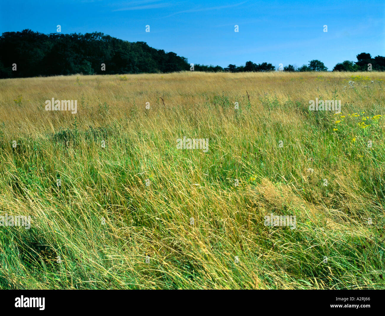 Nonsuch park cheam surrey hi-res stock photography and images - Alamy