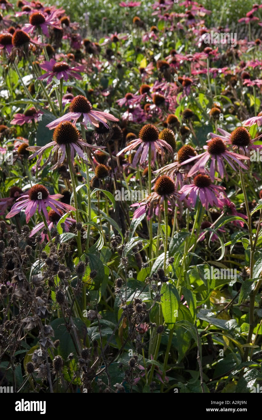 Echinacea Purpurea in Autumn Stock Photo - Alamy