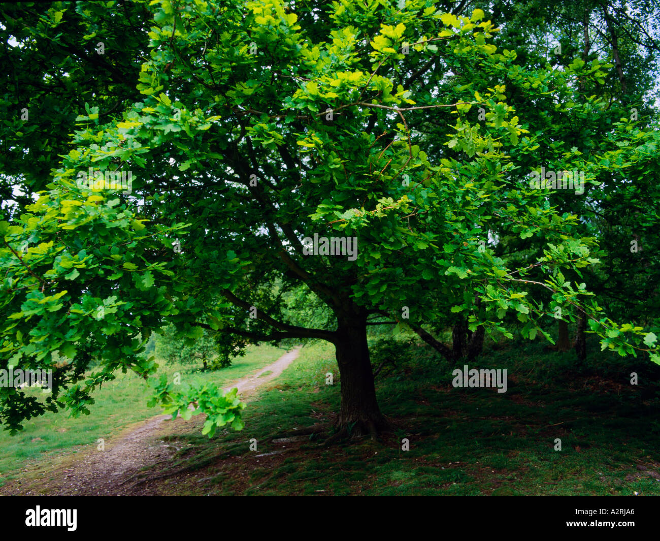 Oak Tree Path Nonsuch Park Cheam Surrey Stock Photo - Alamy