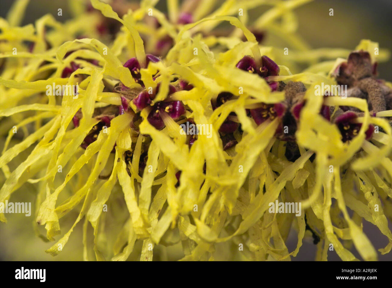 Hamamelis intermedia or Witch Hazel Tree Stock Photo - Alamy