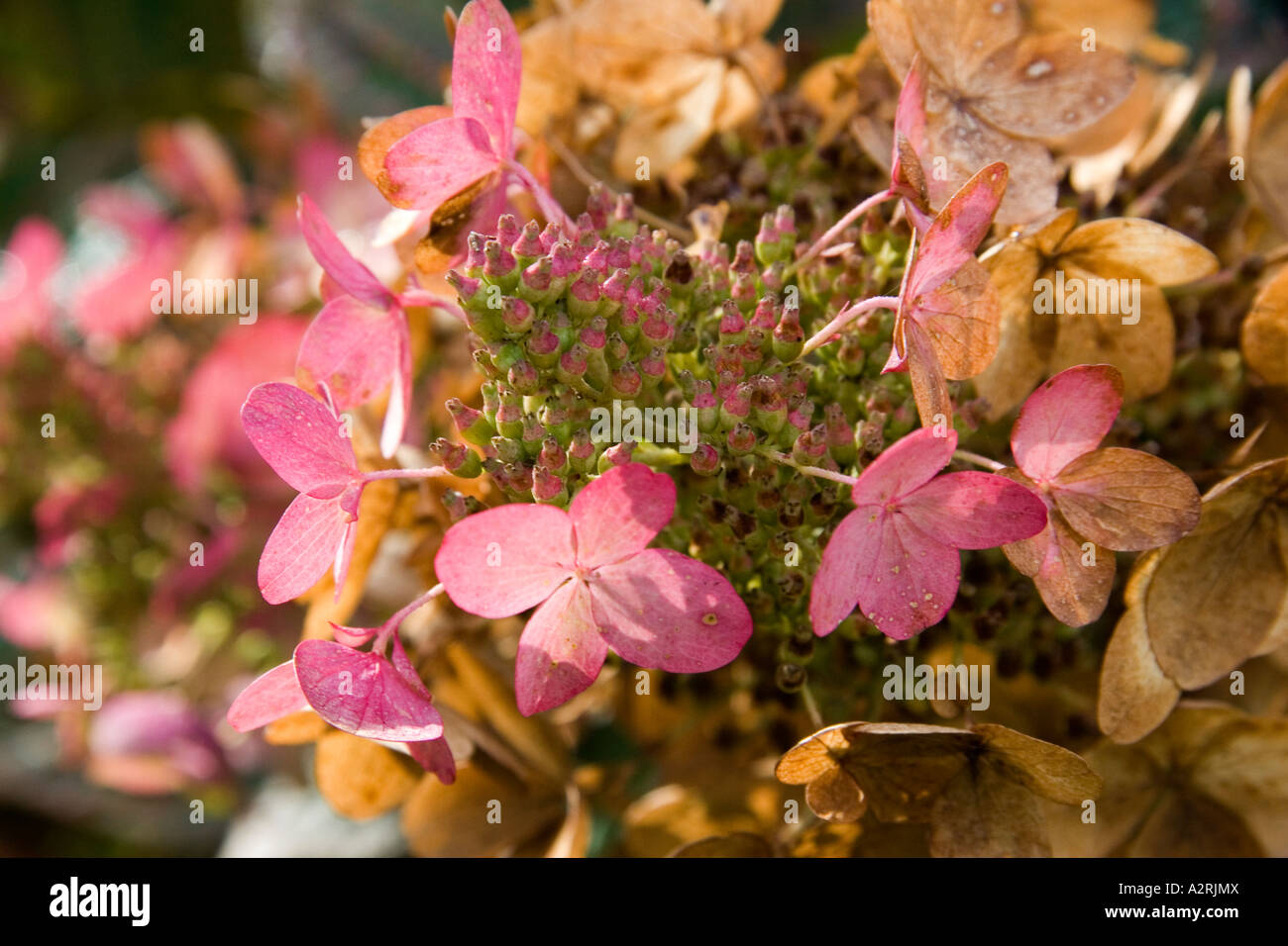 Hydrangea in Autumn Stock Photo - Alamy