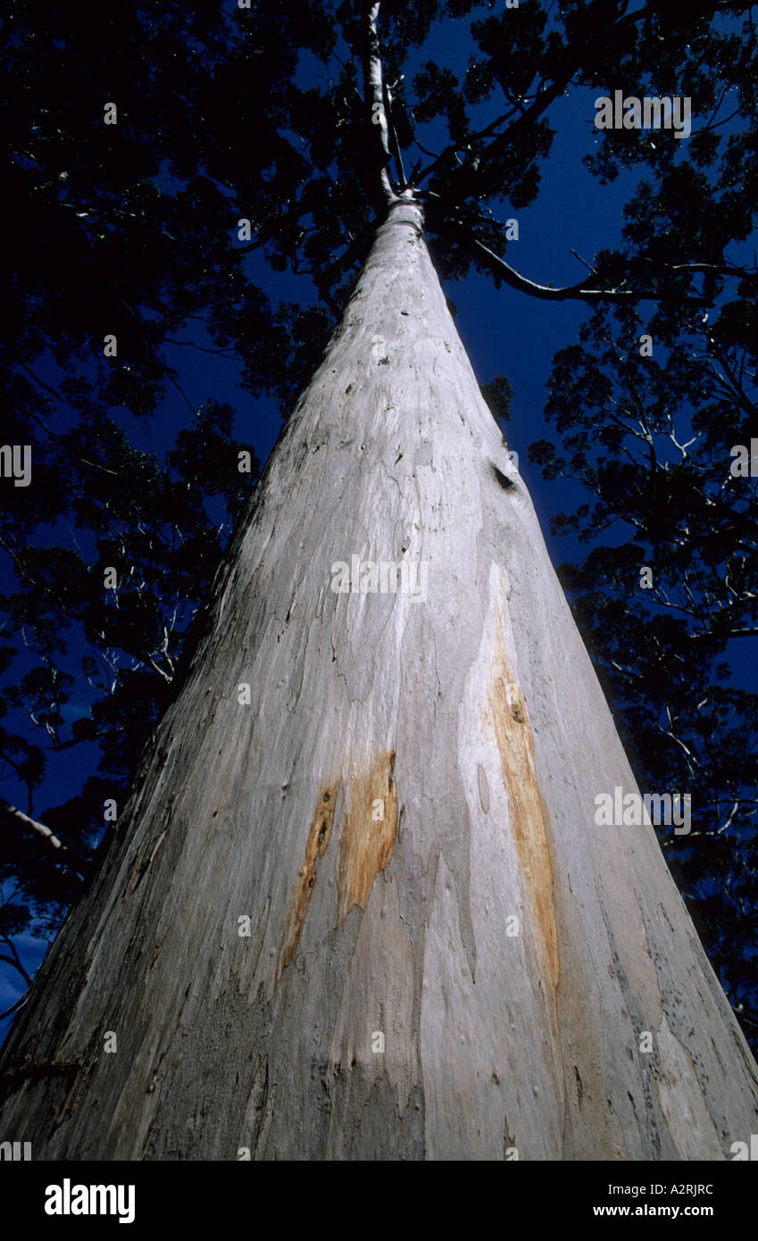 Karri tree eucalyptus diversicolor hi-res stock photography and images ...