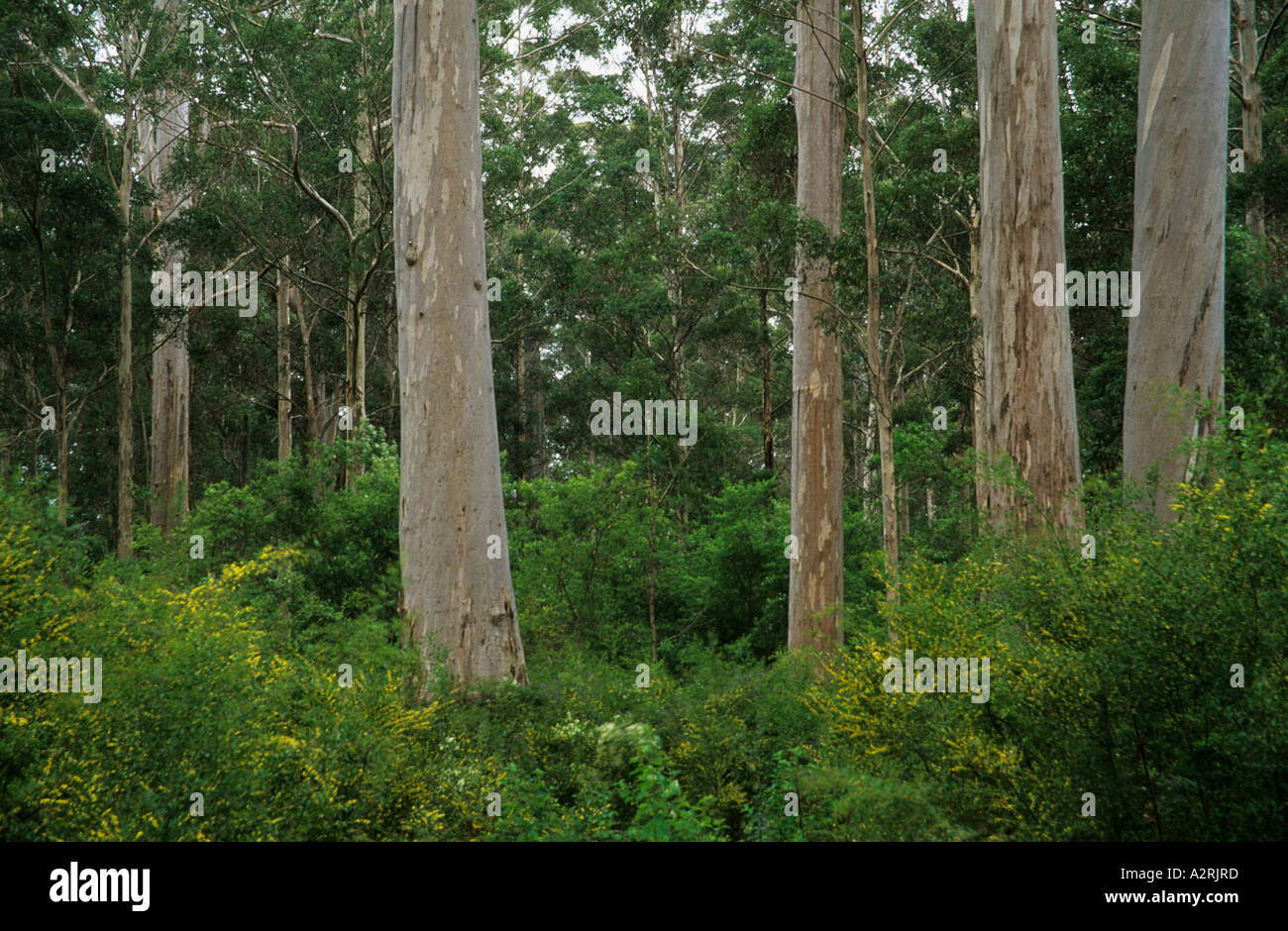 Karri tree eucalyptus diversicolor hi-res stock photography and images ...