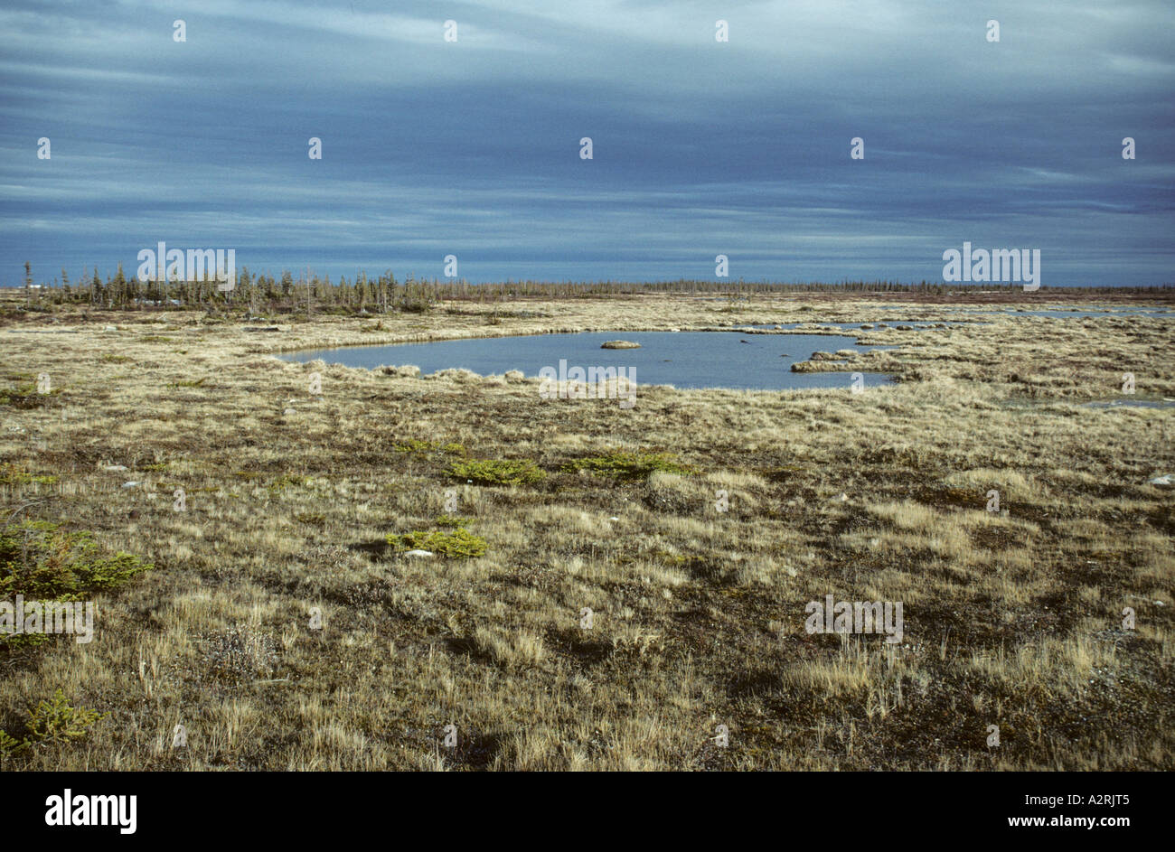 Wet Tundra with Tundra Pool Churchill Manitoba Canada Stock Photo - Alamy