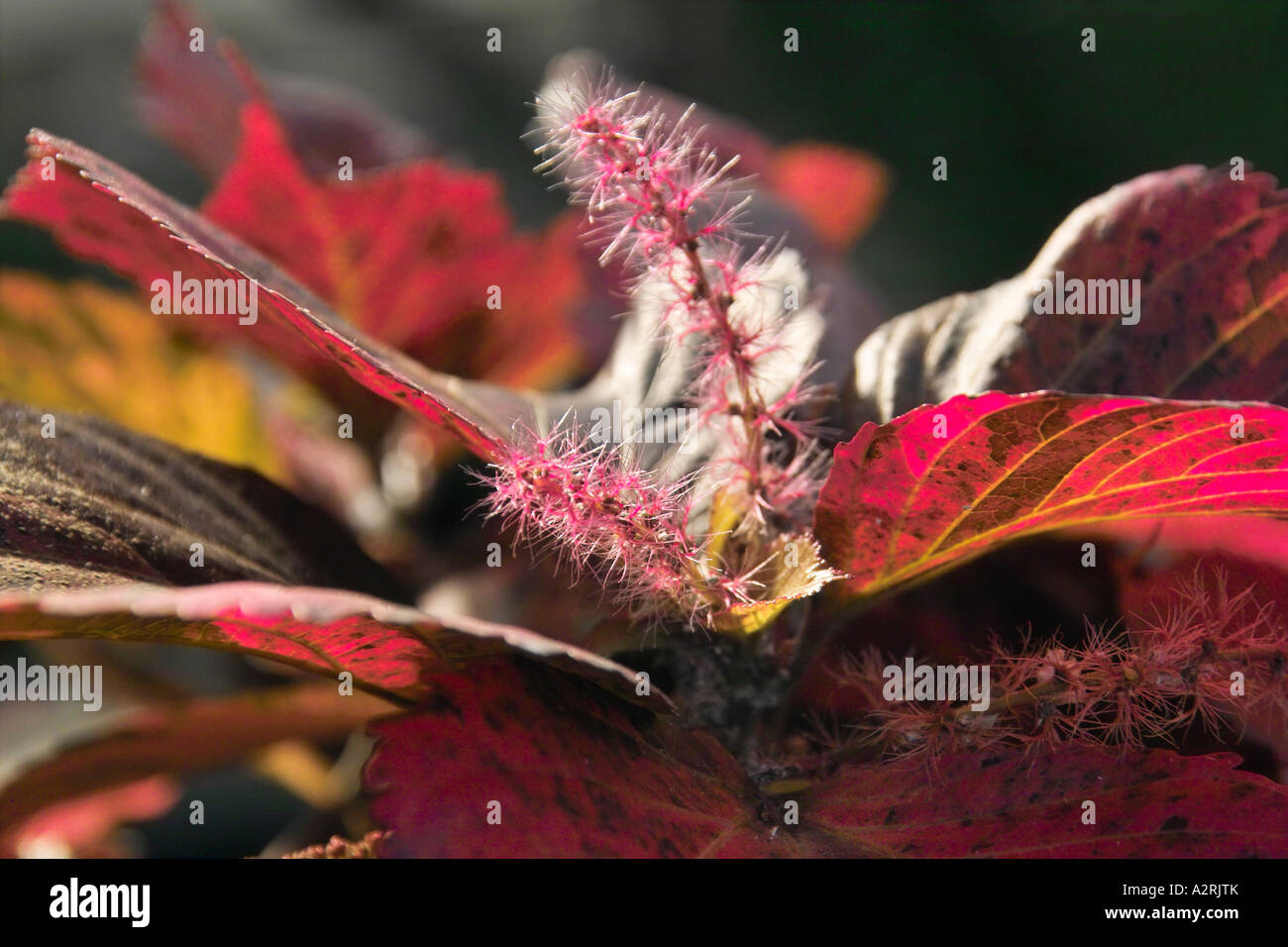 Indoor plant display winter hi-res stock photography and images - Alamy