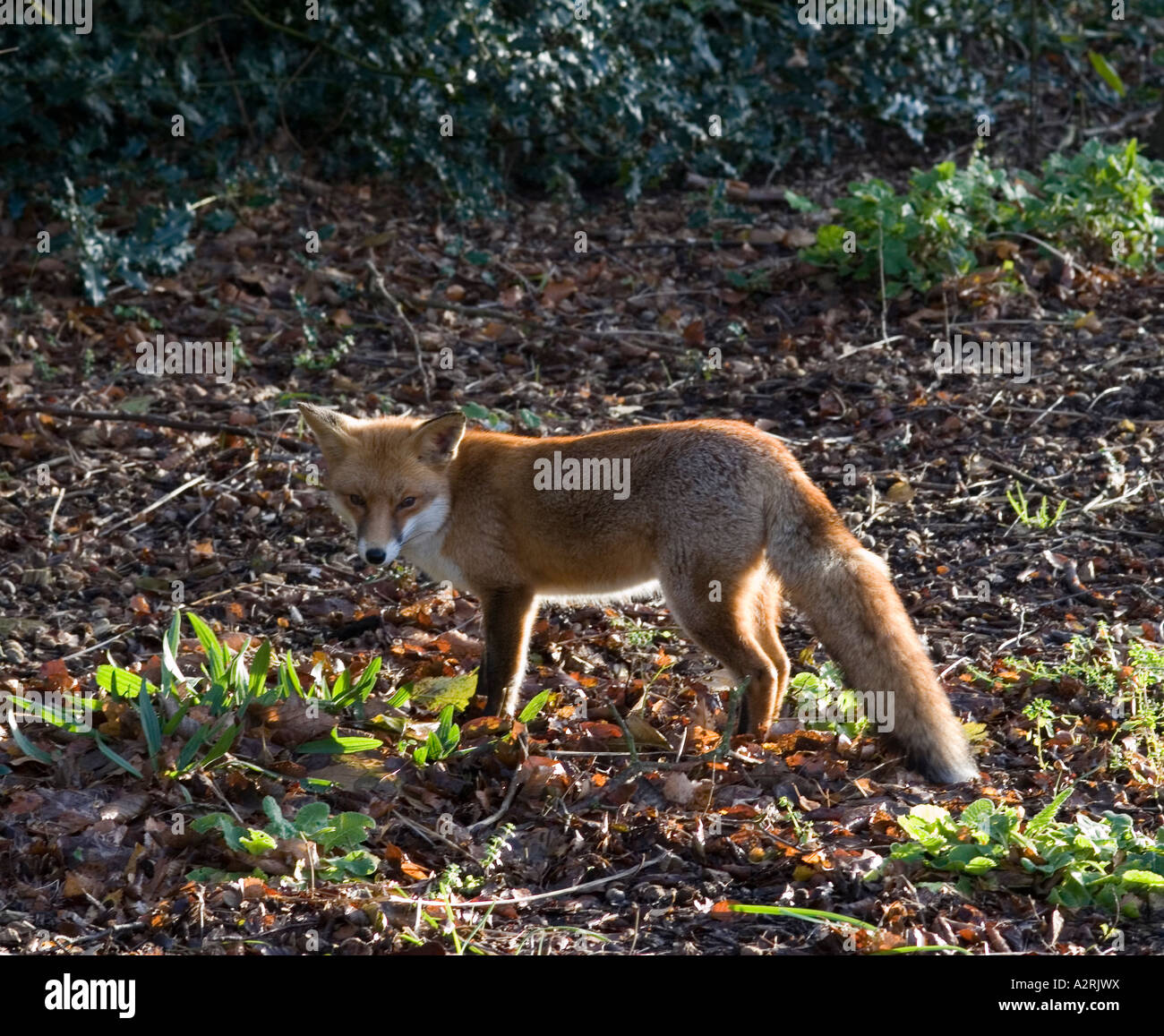 Common fox hi-res stock photography and images - Alamy