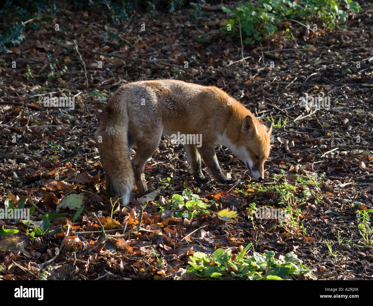 Fox red vulpine predator hi-res stock photography and images - Alamy