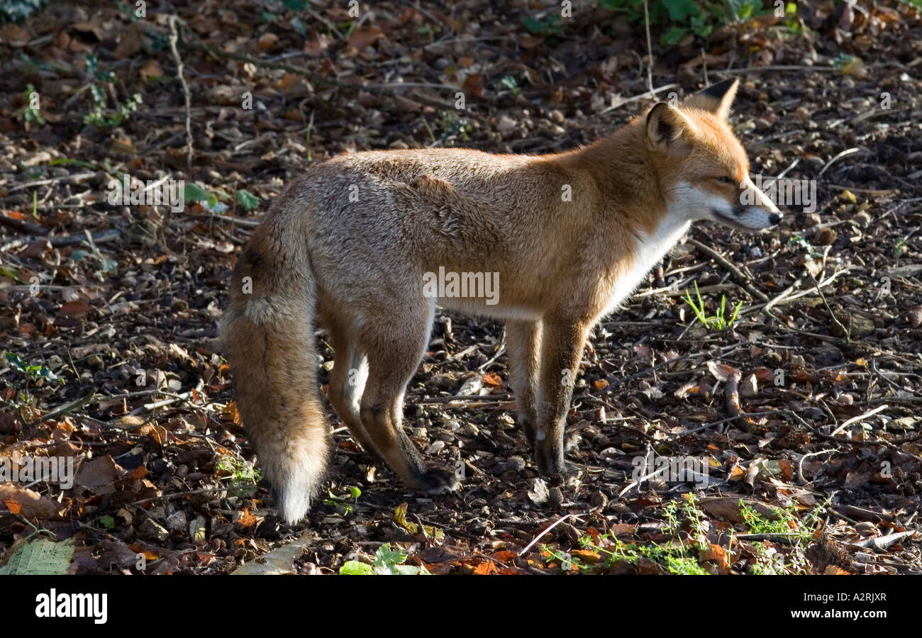 Common Red Fox Stock Photo - Alamy