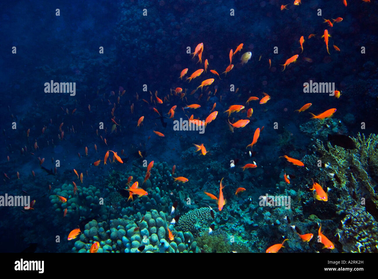 reef riff and deep blue sea RAS MOHAMED Sharm El Sheikh EGYPT sinai ...