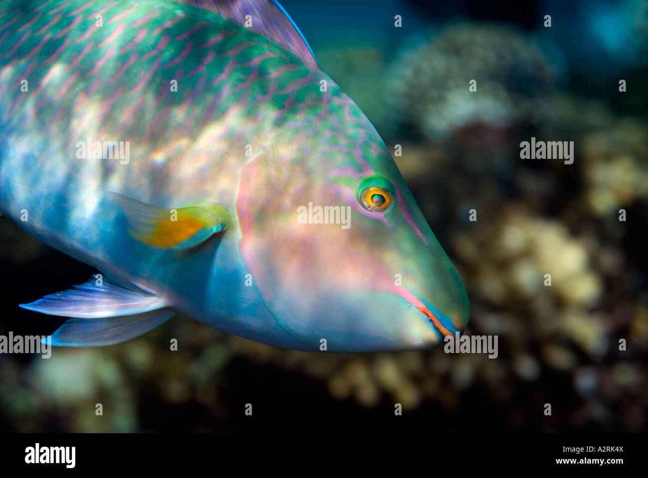 Scarus harid hi-res stock photography and images - Alamy