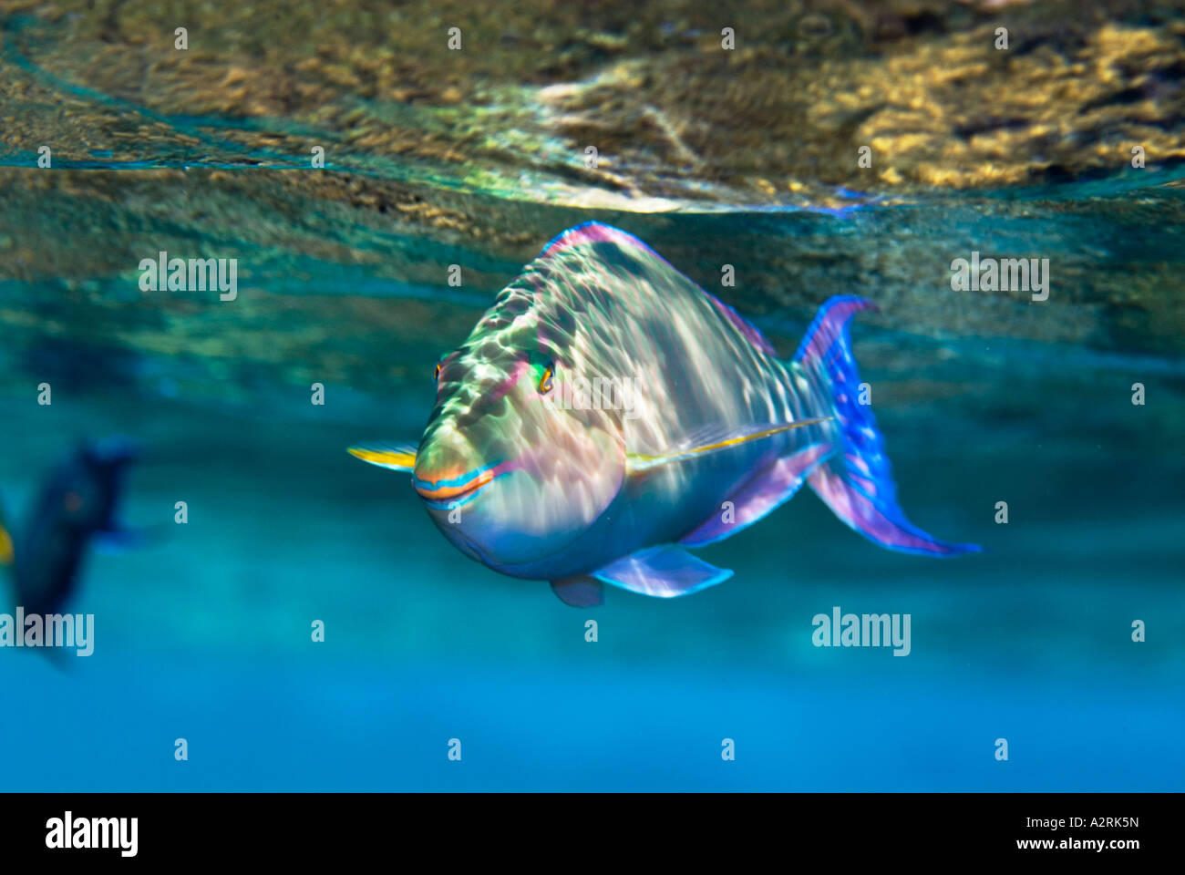 Longnose parrotfish hi-res stock photography and images - Alamy