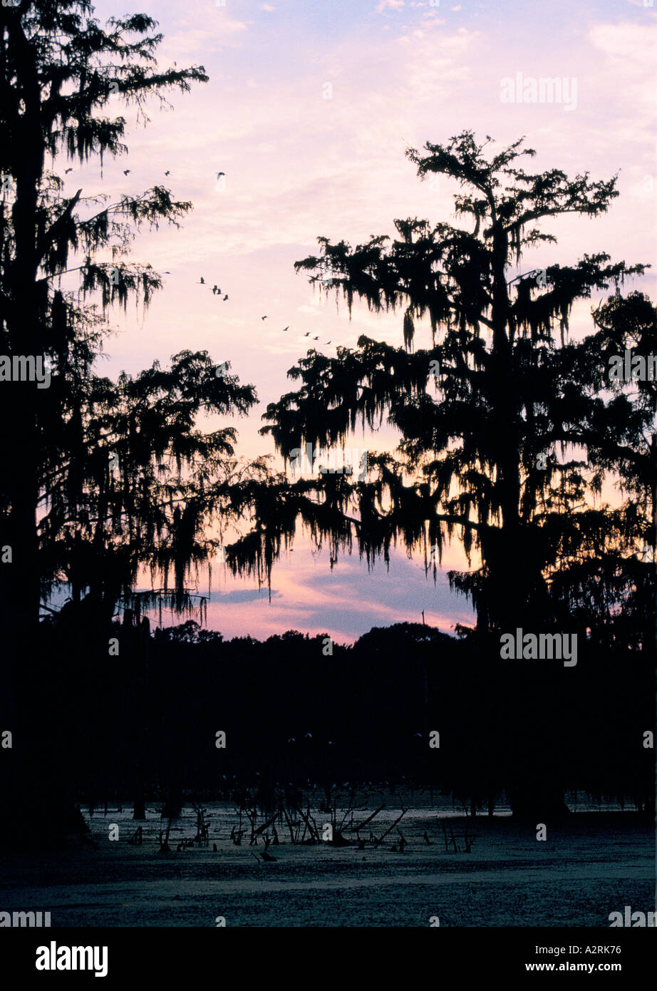 Cajun culture hi-res stock photography and images - Alamy