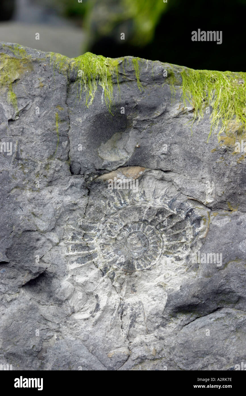 Imprint fossil hi-res stock photography and images - Alamy