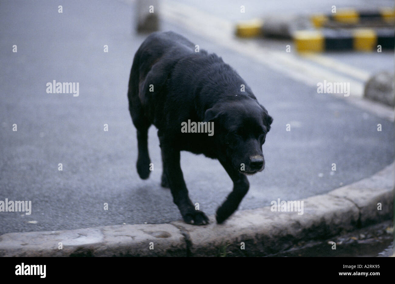 Black street dog hi-res stock photography and images - Alamy