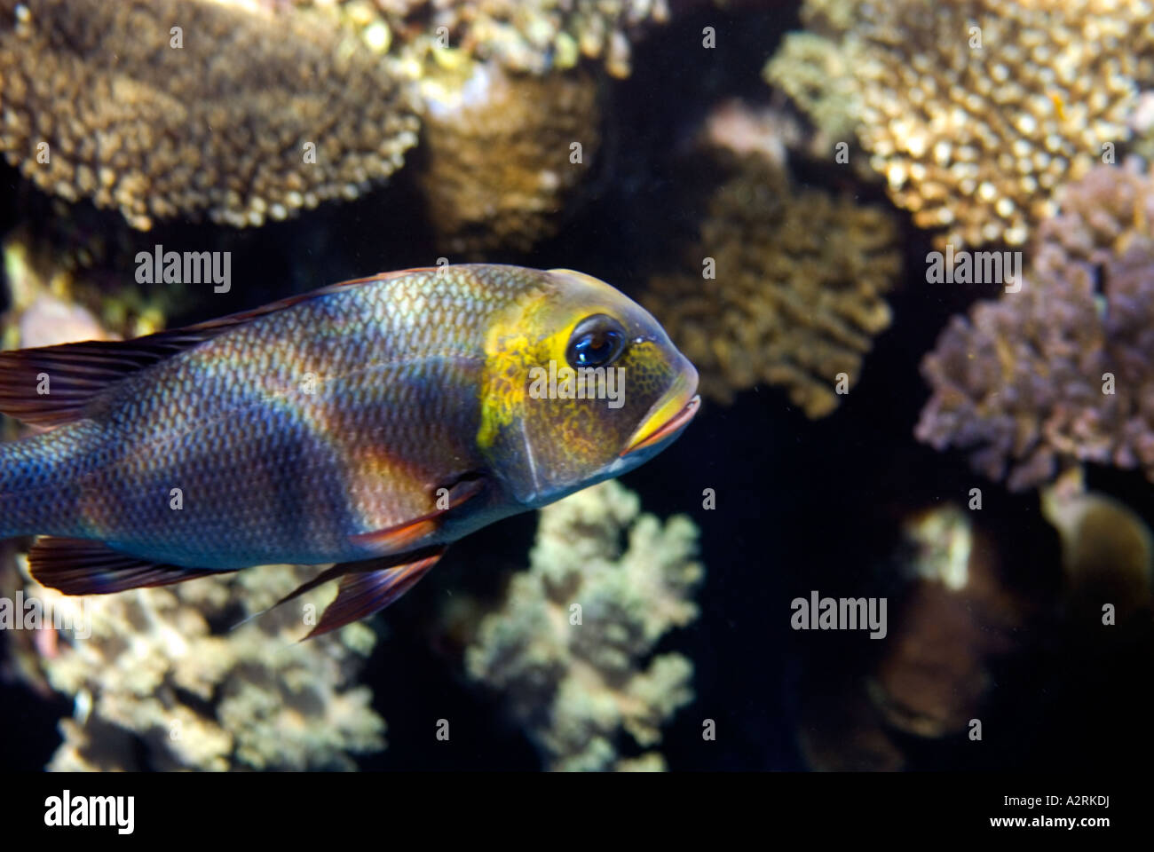 BIG EYE EMPEROR fish monotaxis grandoculis reef RED SEA Sharm El Sheikh ...