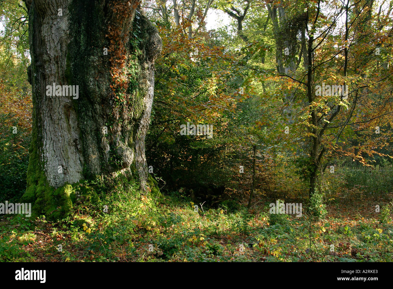 The Knightwood Oak New Forest Hampshire England UK Stock Photo - Alamy