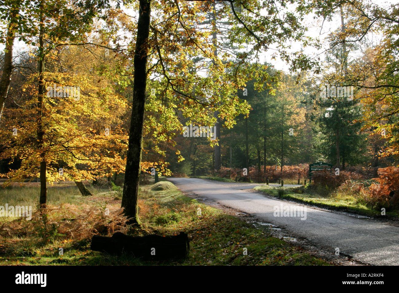Autumn scene Knightwood Oak New Forest Hampshire England UK Stock Photo ...
