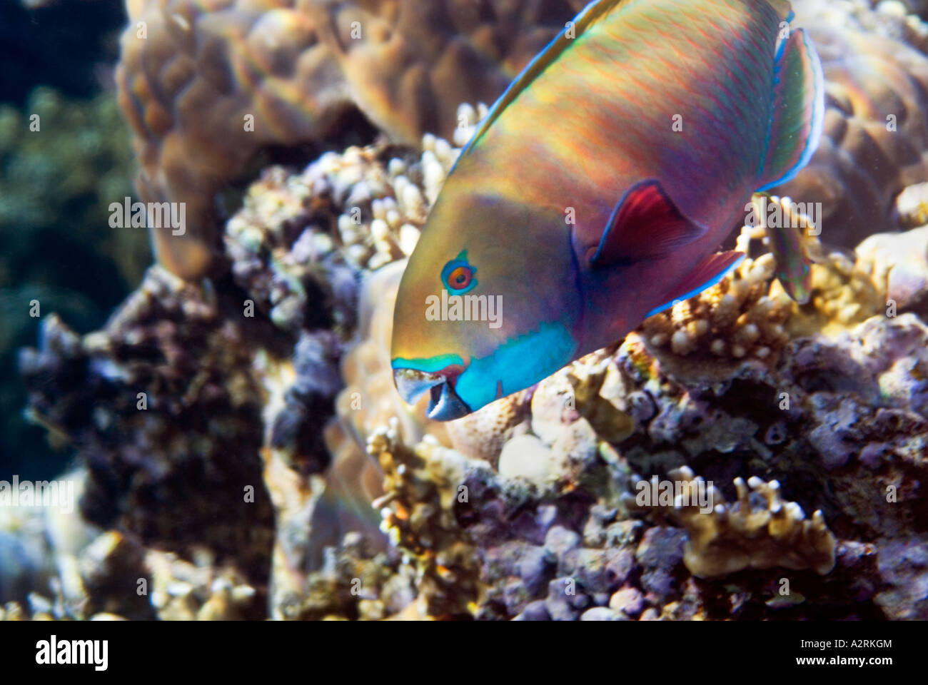 Rusty Parrotfish parrot fish Scarus ferrugineus reef RED SEA Sharm El ...