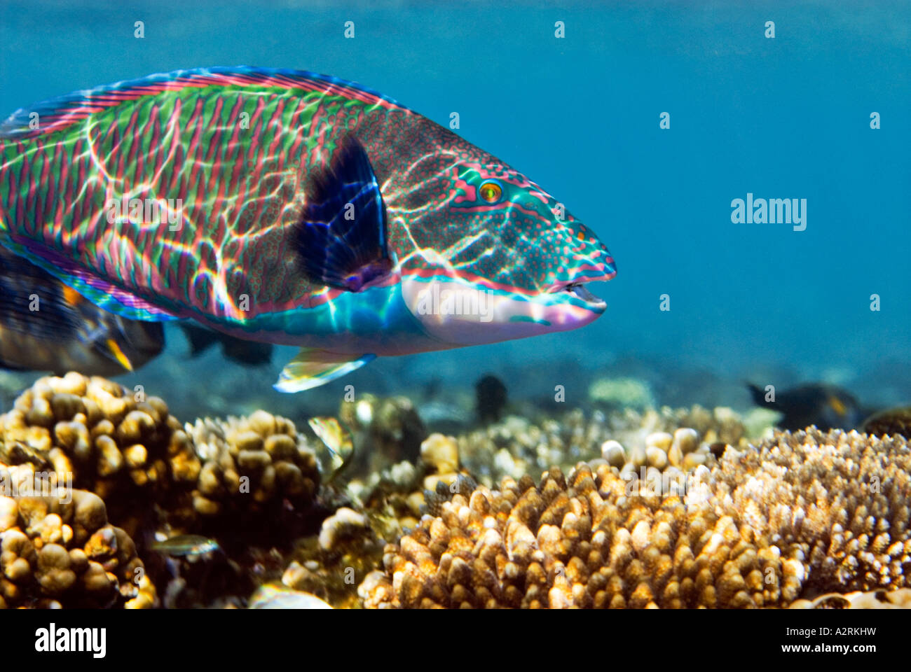 Bicolor bicolour parrot fish parrotfish CETOSCARUS BICOLOR reef RED SEA ...