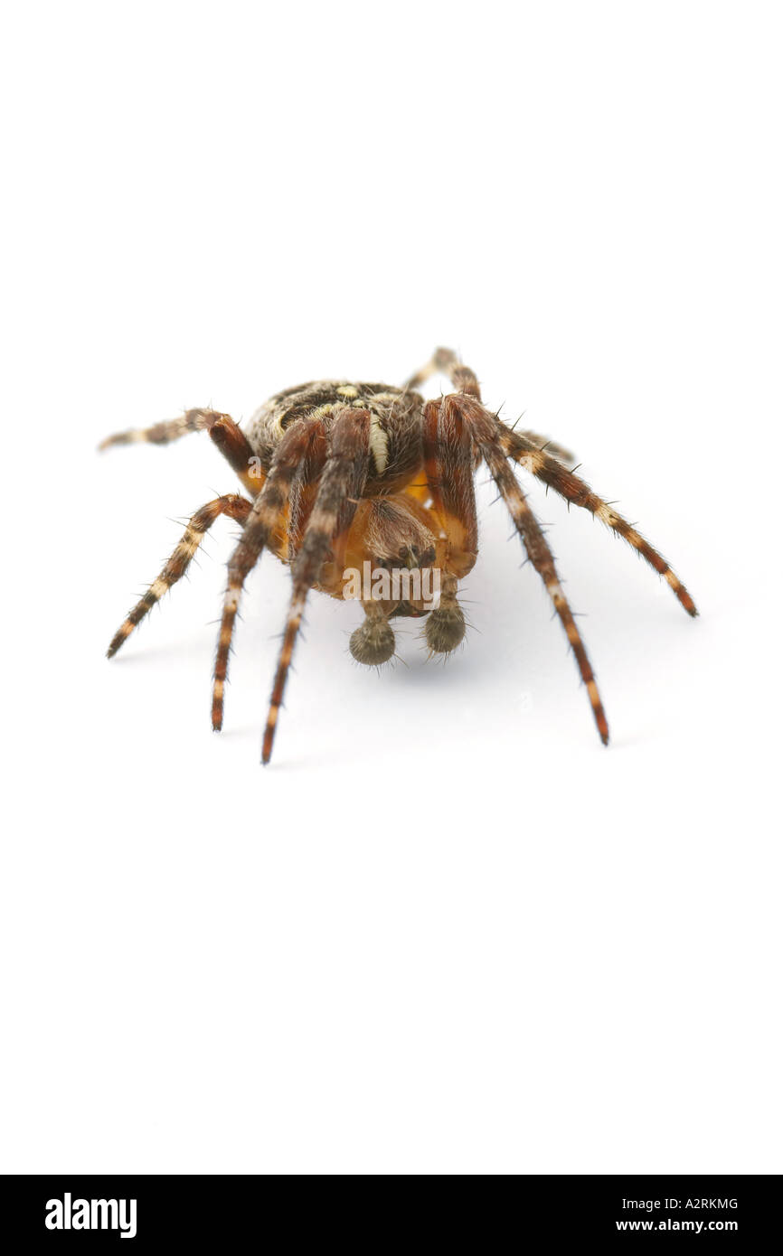 Macro spider portrait Cut Out Stock Images & Pictures - Alamy
