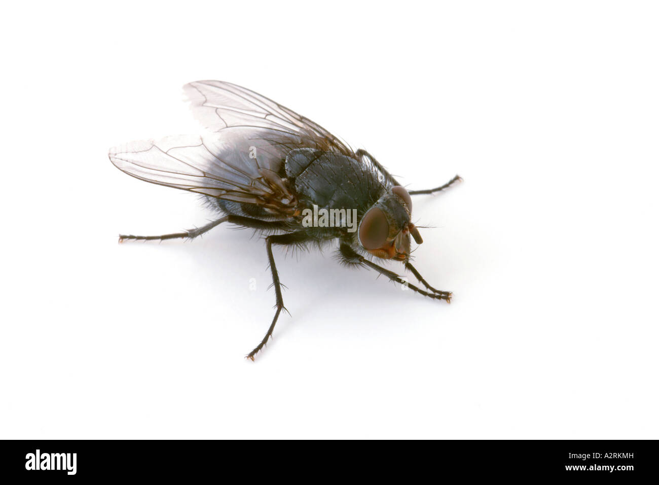Housefly, Musca domestica Stock Photo - Alamy