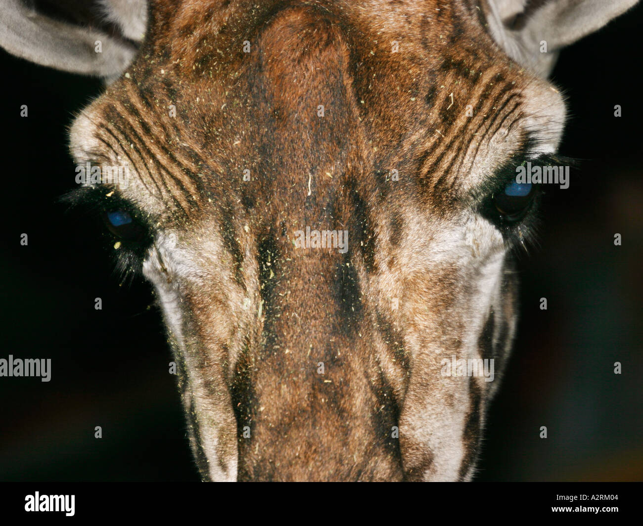 Animal face symmetry hi-res stock photography and images - Alamy