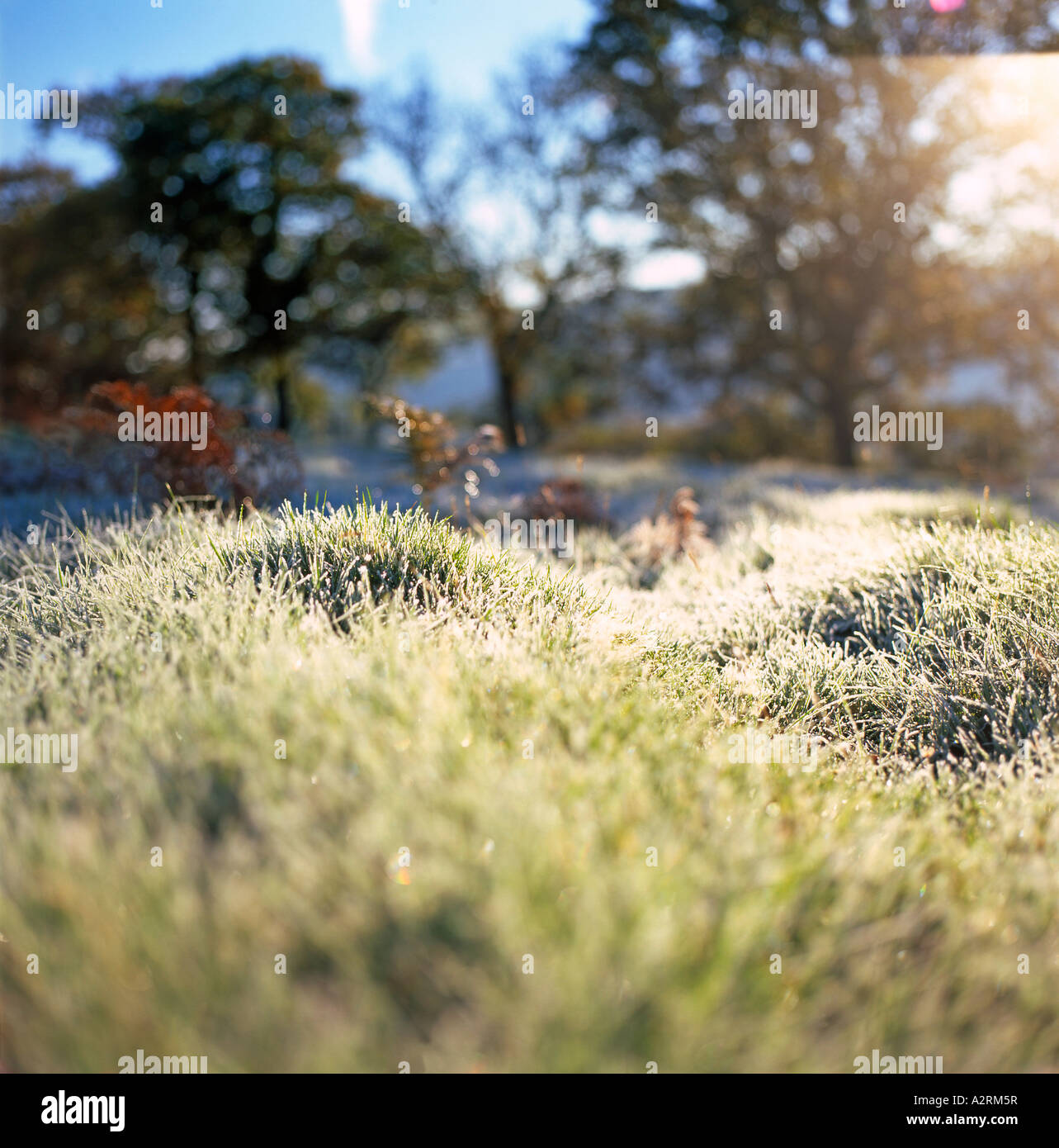 Frosty field Wales UK Stock Photo - Alamy