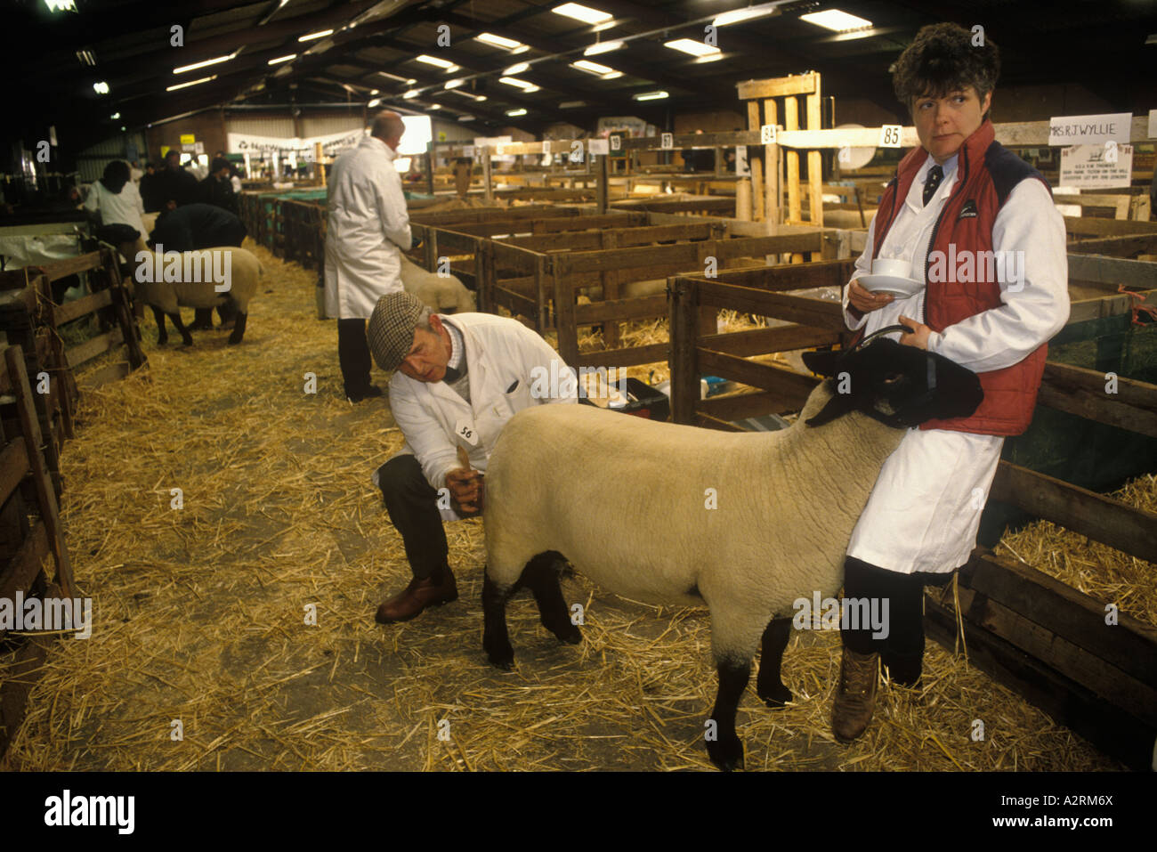 Proud sheep farmer hi-res stock photography and images - Alamy