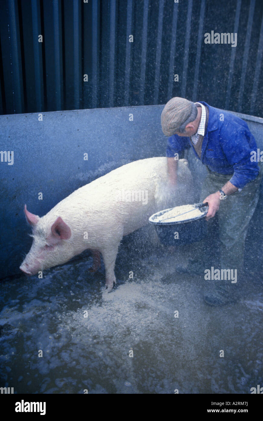 Showing prize pigs hi-res stock photography and images - Alamy