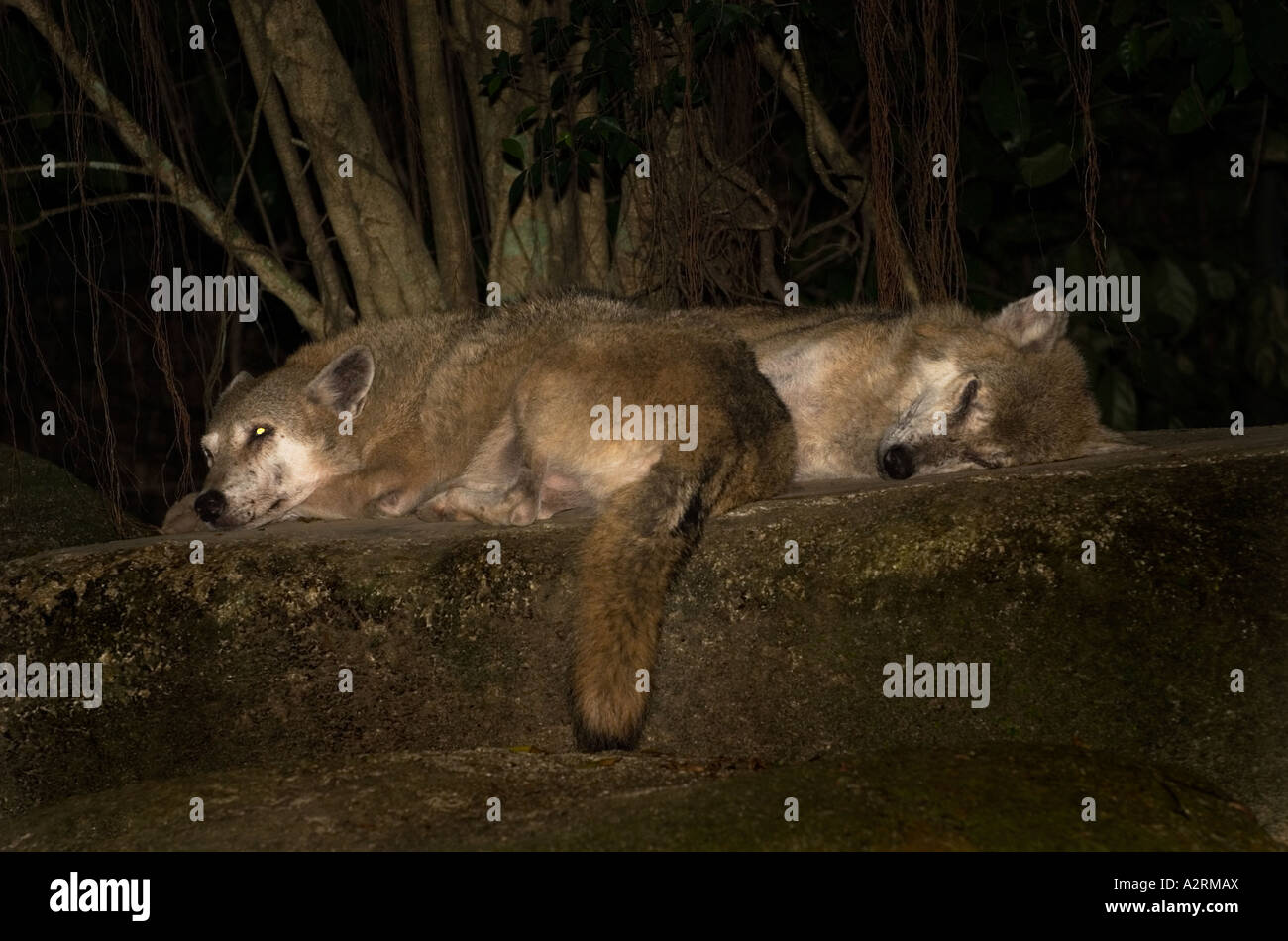sleeping wolf wolves Canis lupus at night nightview jungle forest Stock ...