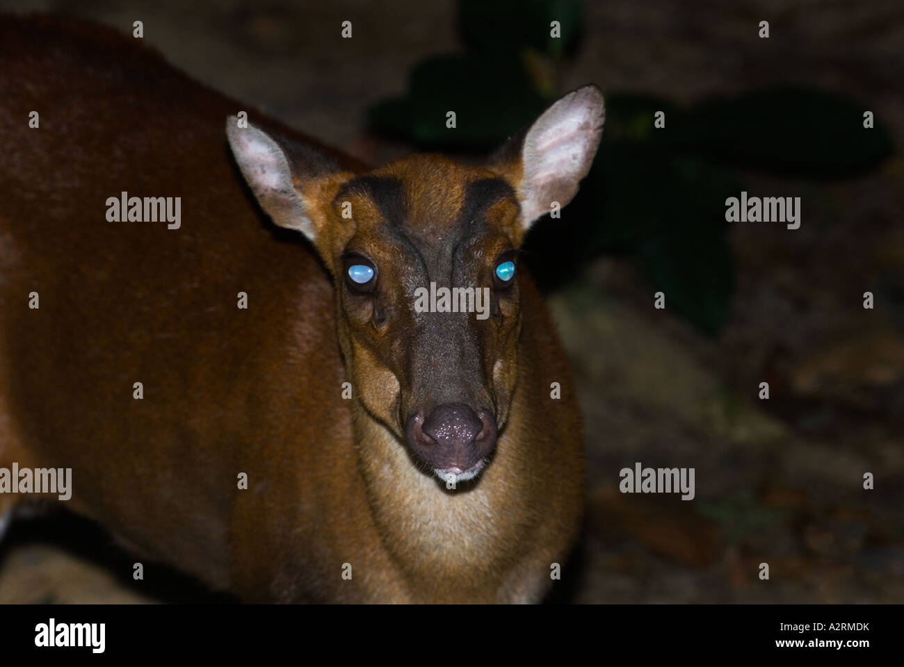 Barking deer kakad muntjac muntiacus hi-res stock photography and ...