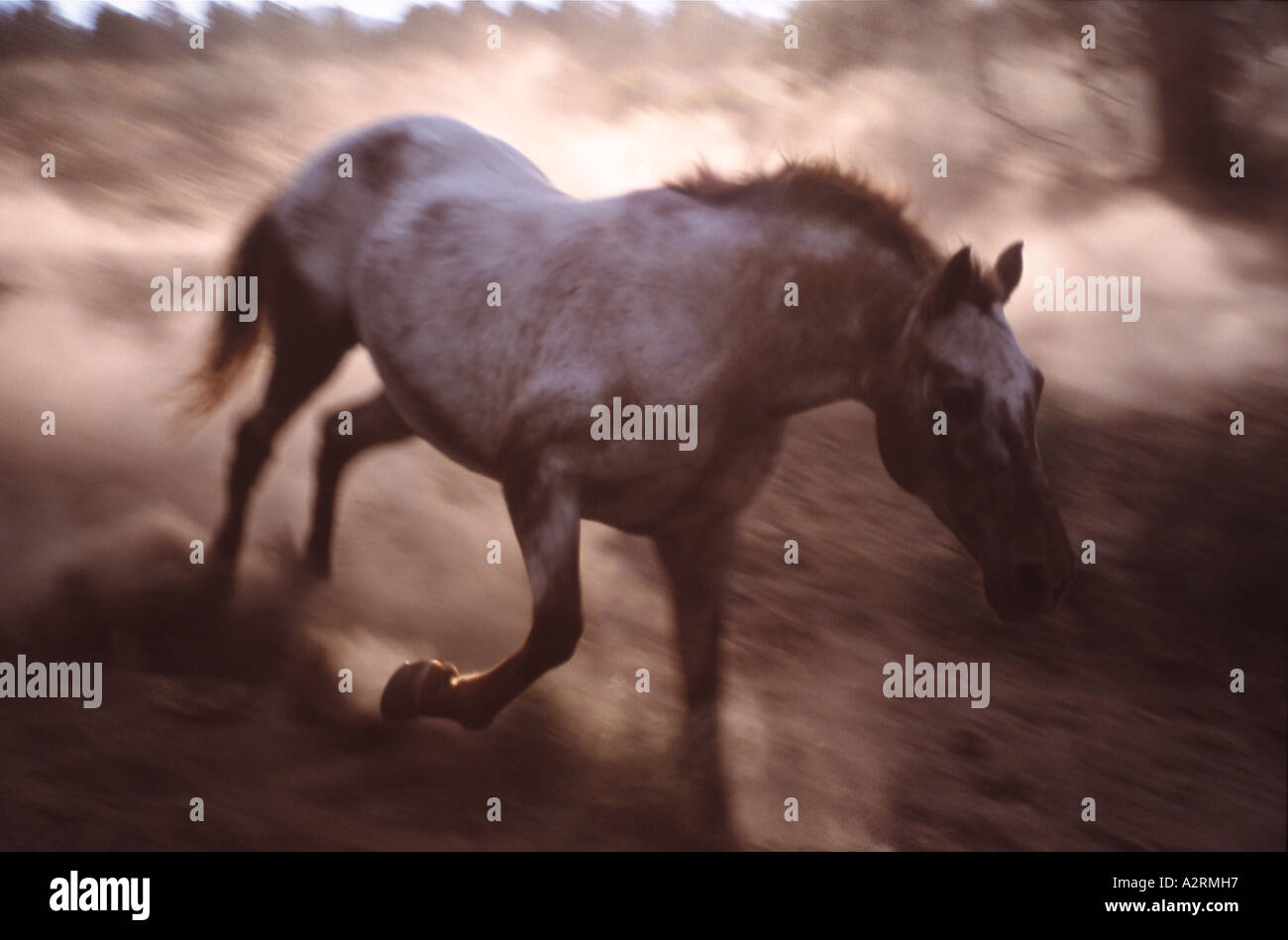 A horse running in the dust Stock Photo - Alamy