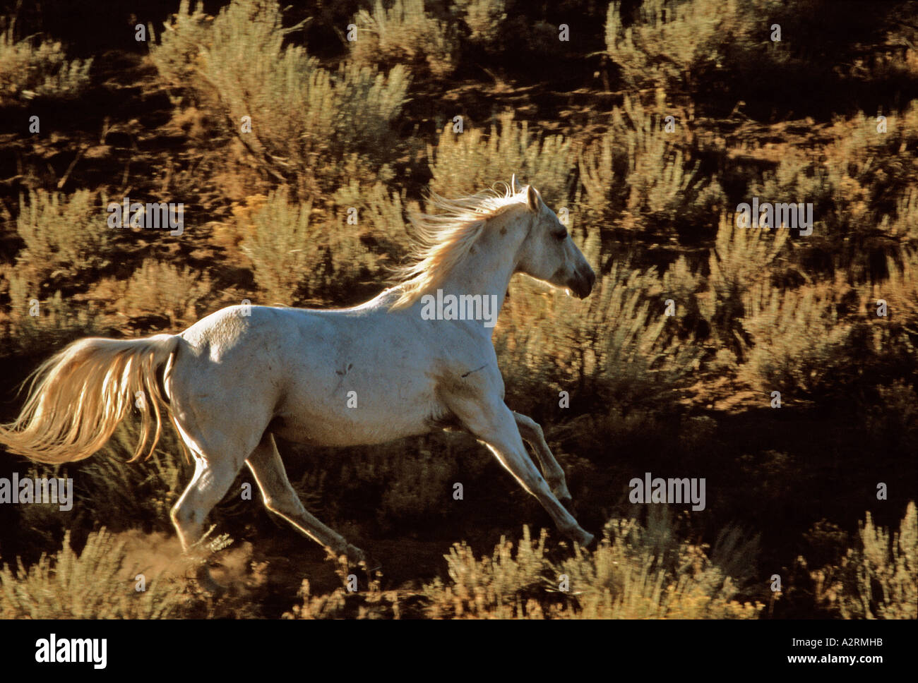 White horse running in the sage in Oregon Stock Photo - Alamy