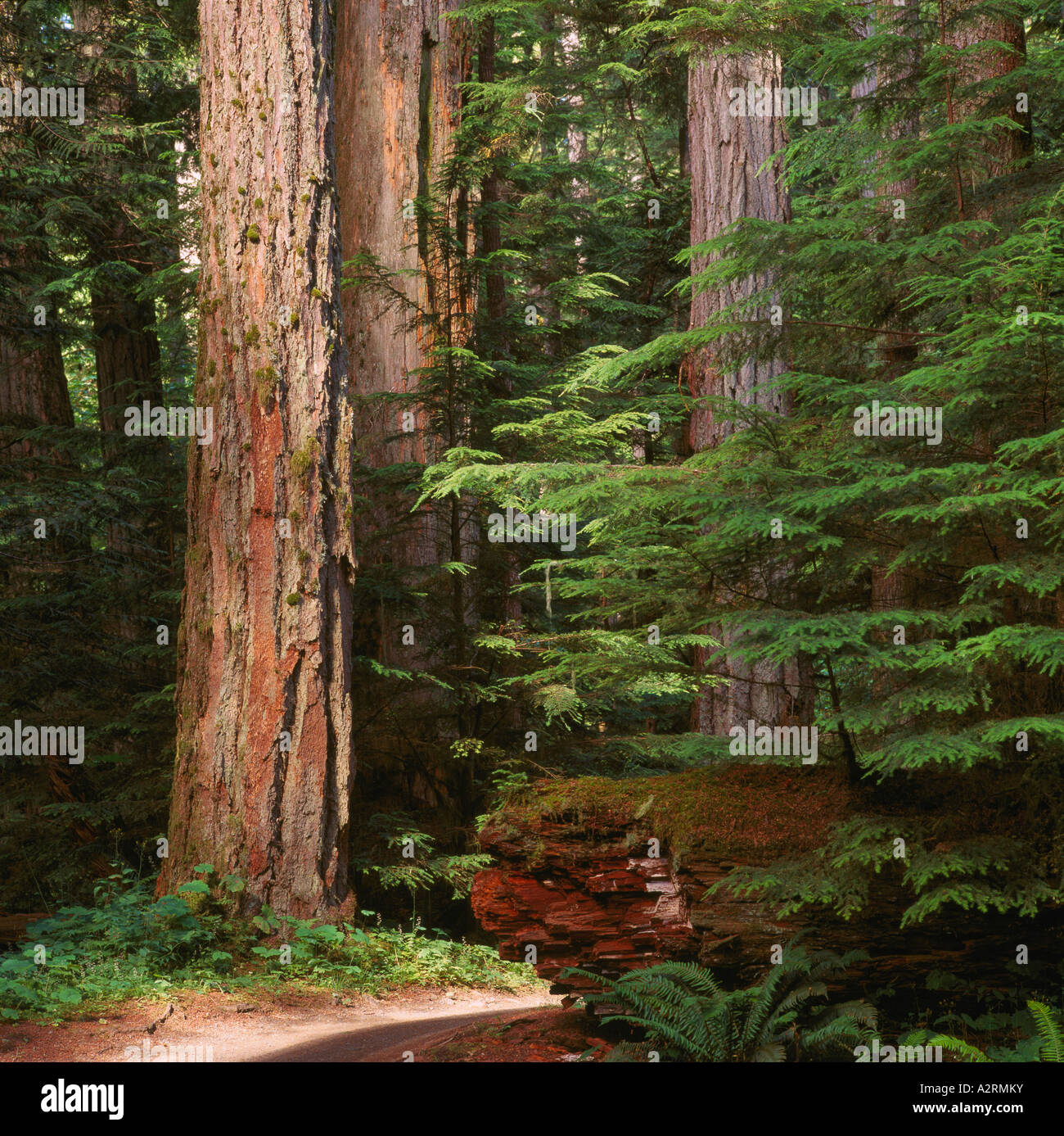 Douglas Fir Trees at Cathedral Grove in MacMillan Provincial Park on ...