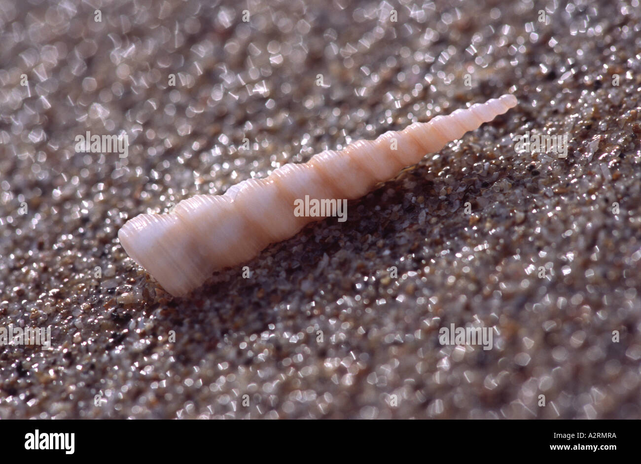 Horizontal abstract landscape detail of long pointed sea shell on the ...