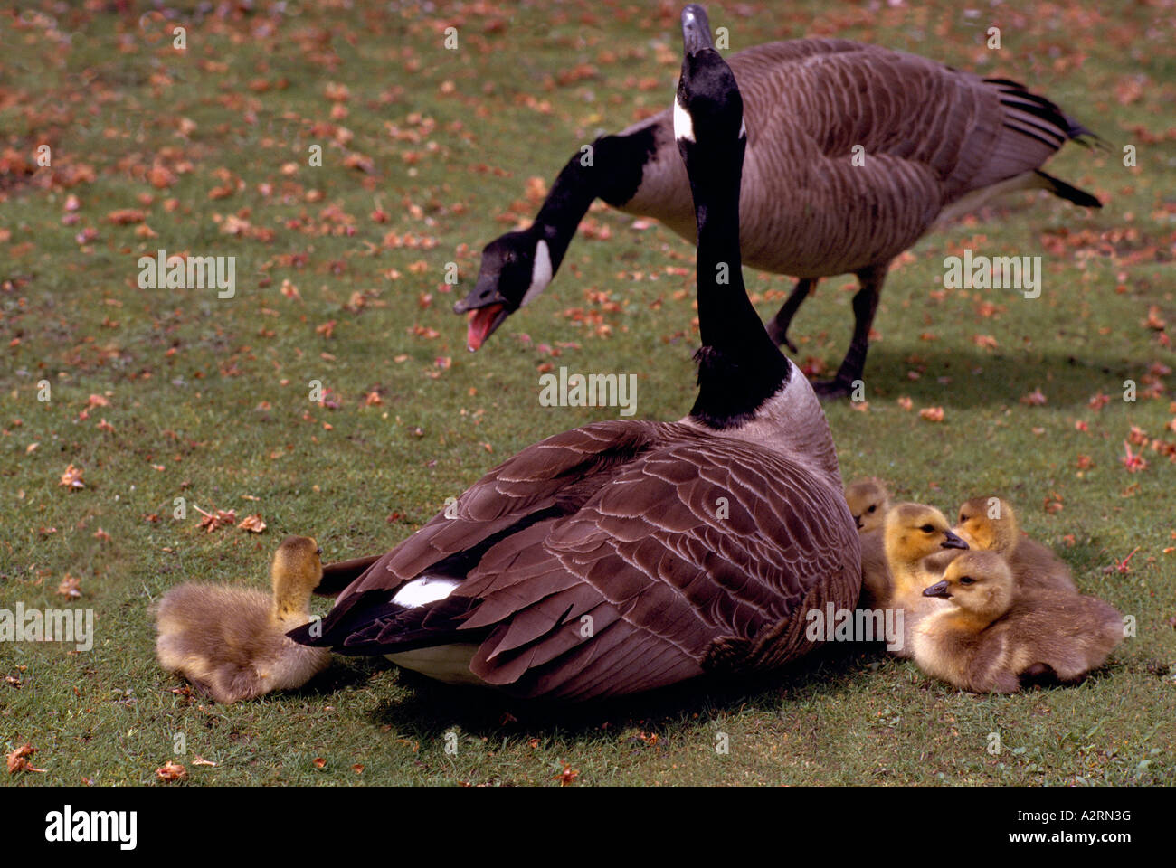 Parents supervising hi-res stock photography and images - Alamy