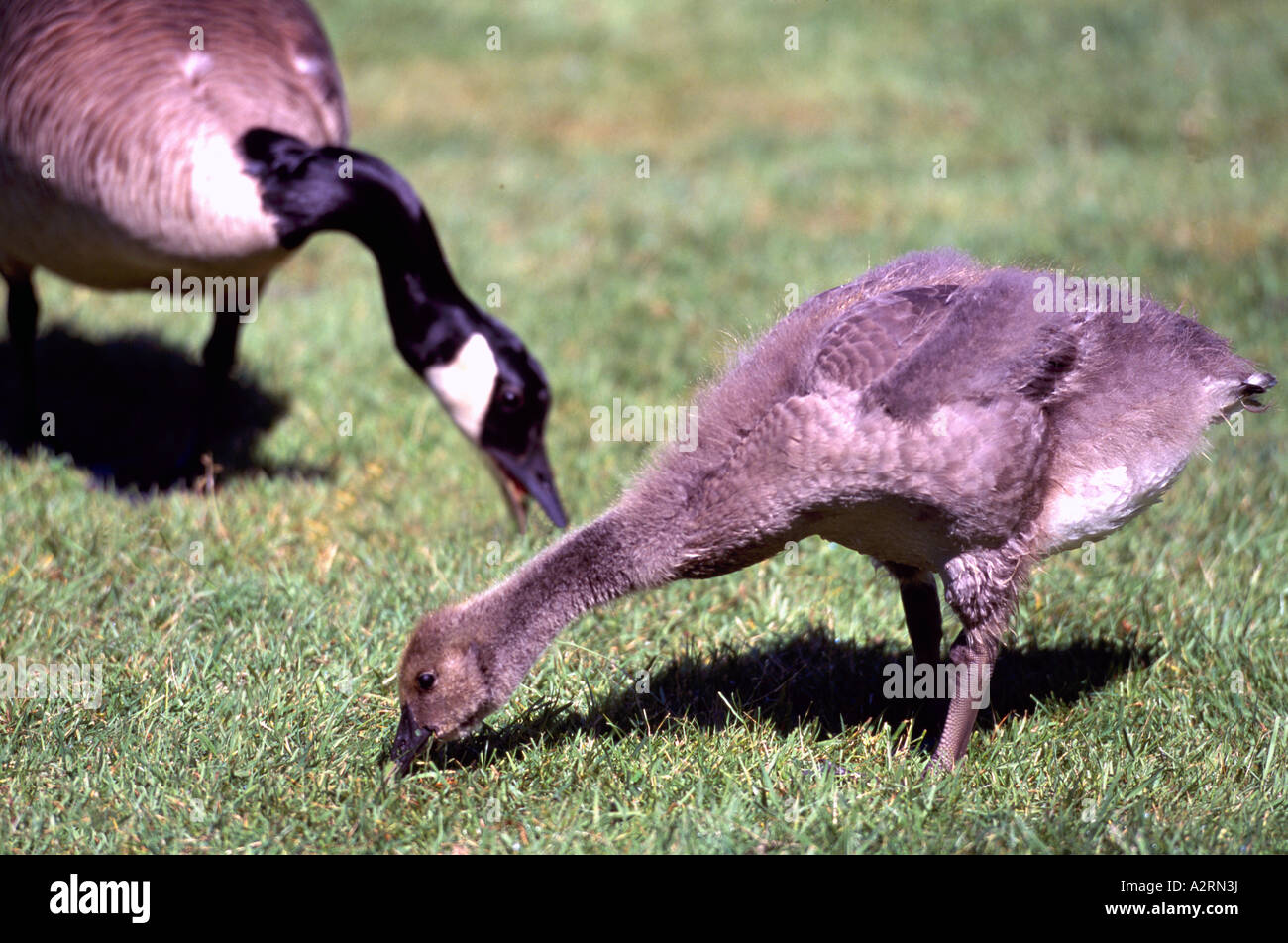 Canada Goose (Branta canadensis) and Gosling - North American Birds and ...