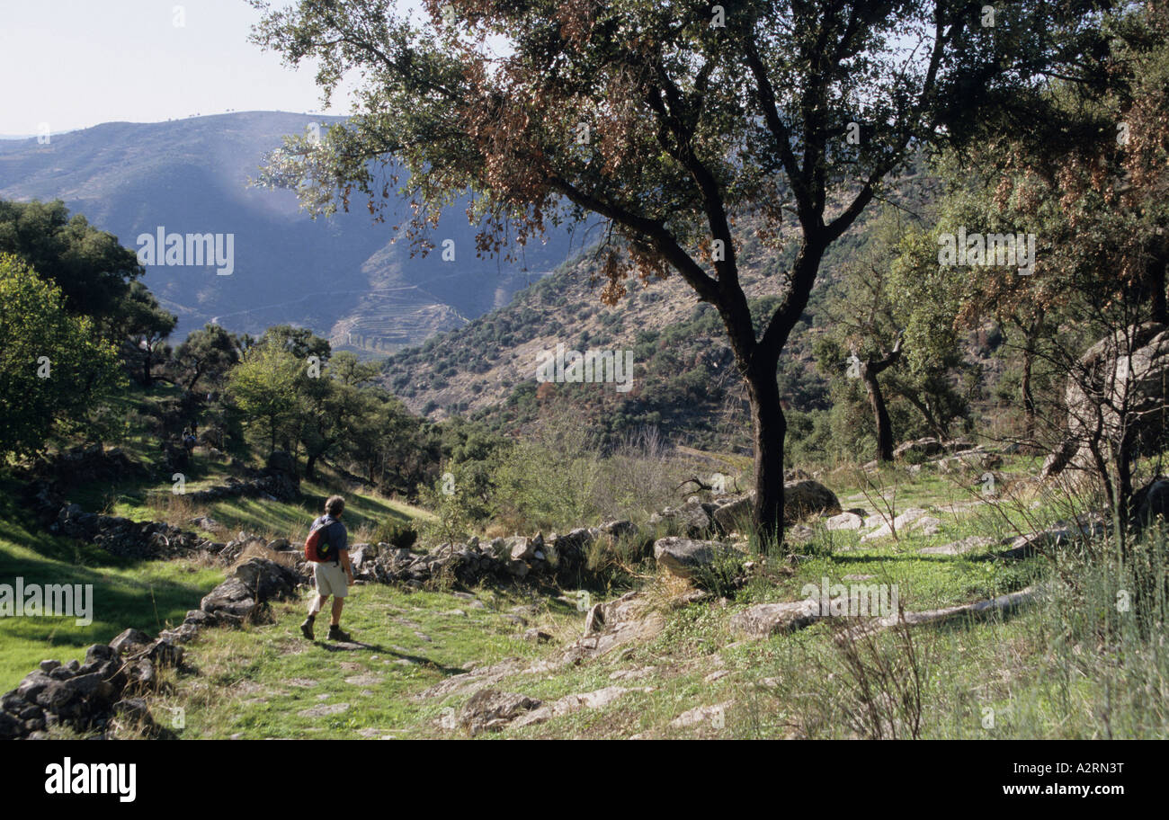 walker in the Douro valley walking through cork oaks Portugal Stock ...