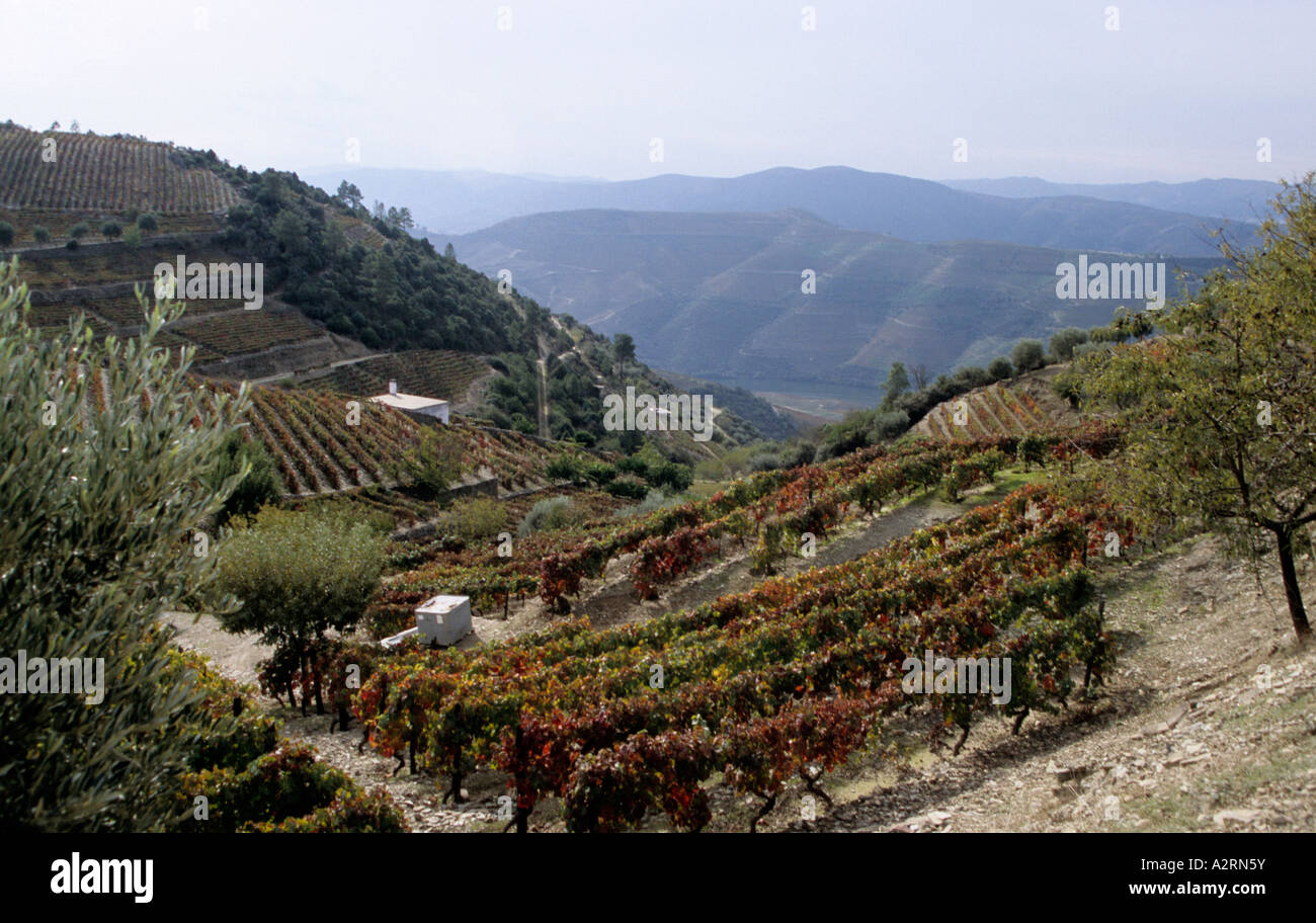 Vineyards in the upper douro hi-res stock photography and images - Alamy