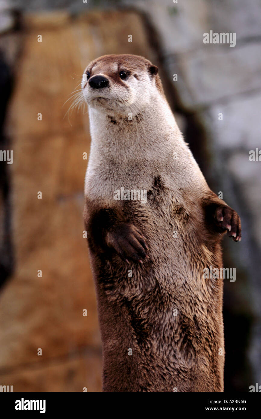 North American River Otter, Lutra canadensis pacificus Stock Photo - Alamy