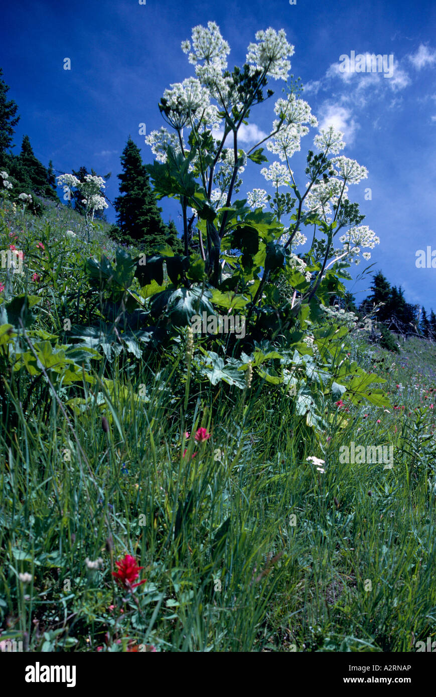 Cow Parsnip (Heracleum lanatum) blooming at Idaho Peak in Selkirk ...
