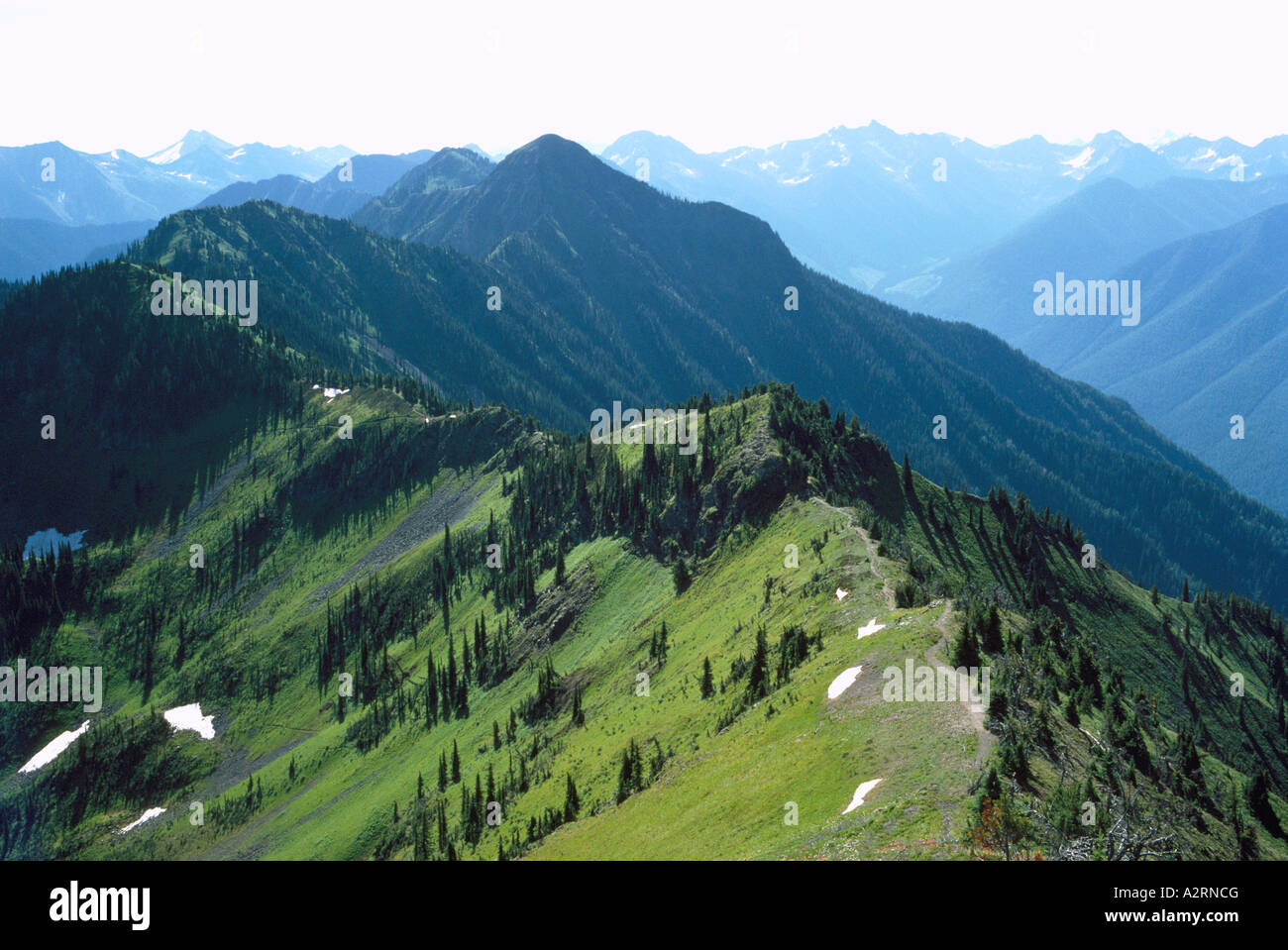 View of the Selkirk Mountains and Coniferous Forests from Idaho Peak in ...